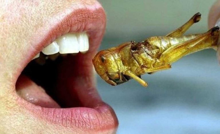 Mangez des insectes ! C’est plus nourrissant que la viande… et plus ...